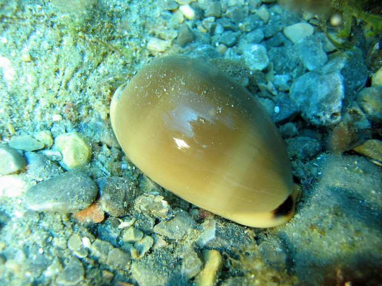 LURIA LURIDA - (LINNAEUS, 1758)