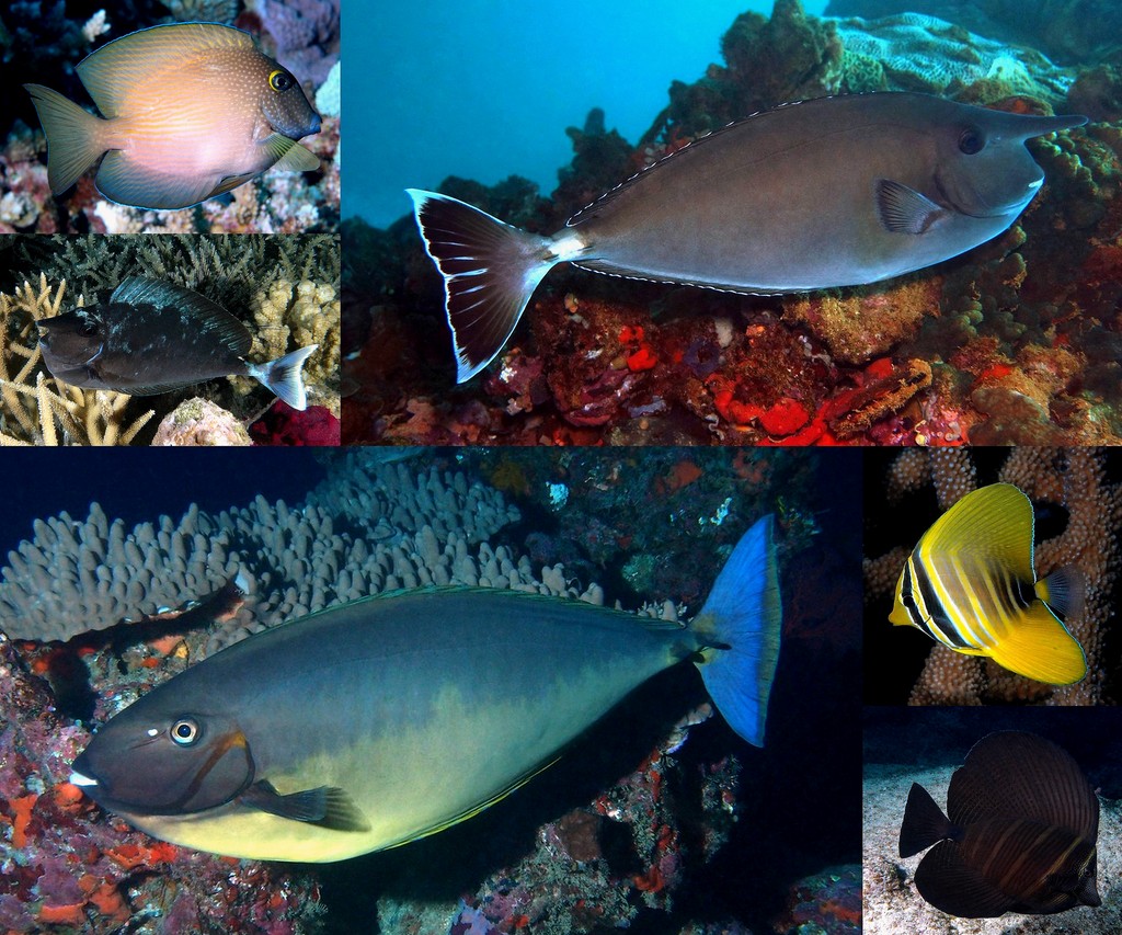 Poissons à nageoires rayonnées Nouvelle-Calédonie