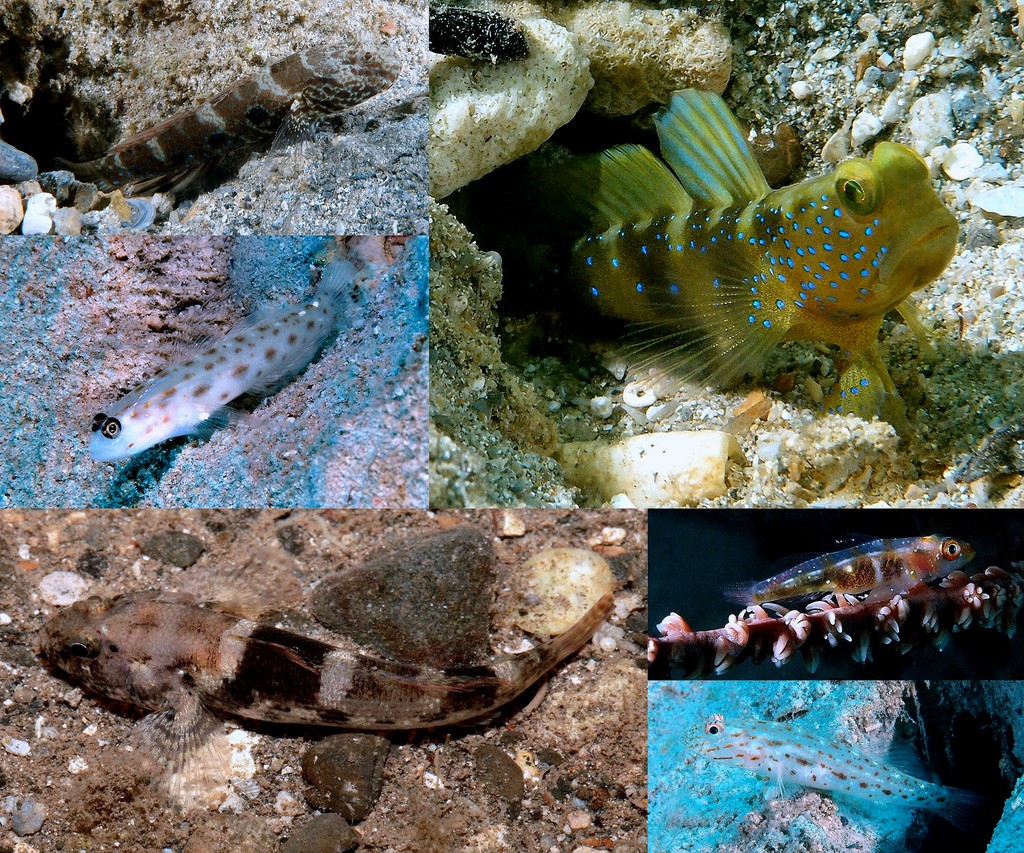 Poissons à nageoires rayonnées Nouvelle-Calédonie