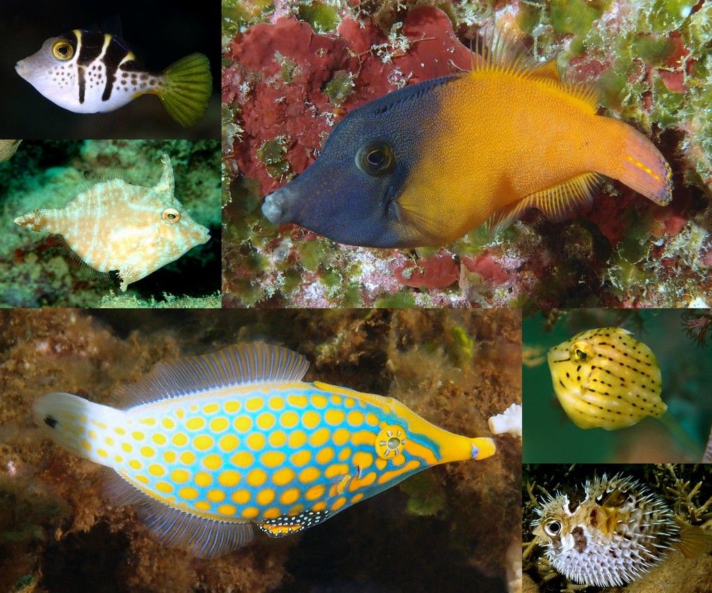Poissons à nageoires rayonnées Nouvelle-Calédonie