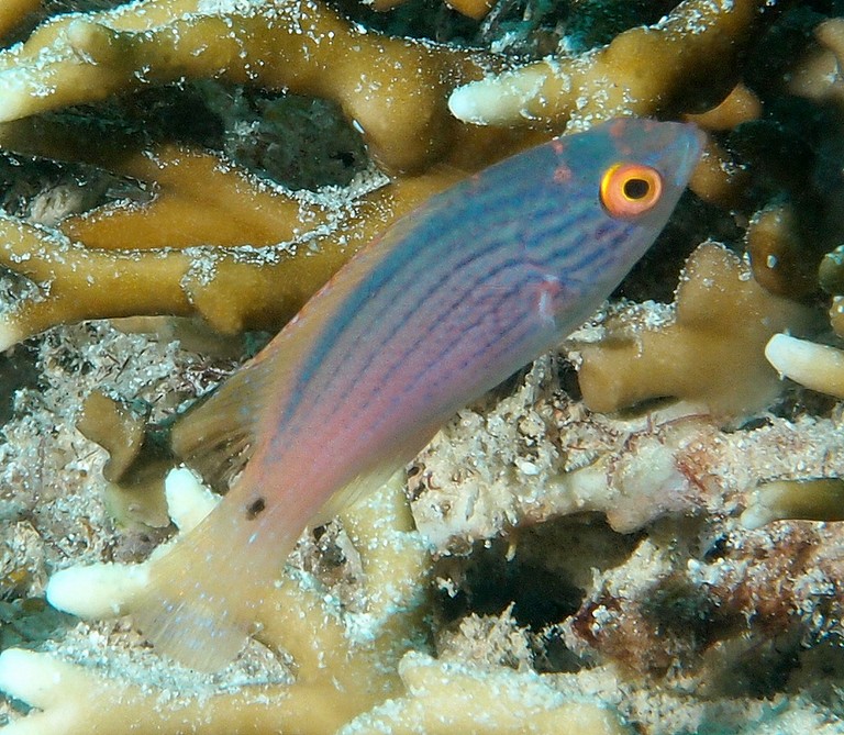 Poisson Nouvelle-Calédonie Labridae Cheilio Choerodon Cirrhilabrus