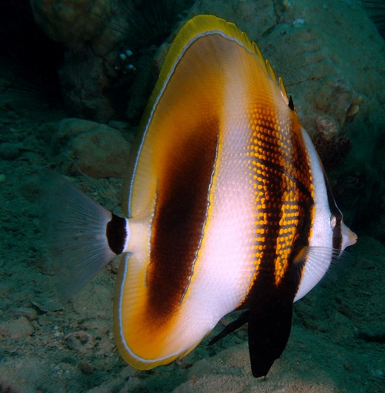 CORADION ALTIVELIS - (McCULLOCH, 1916)