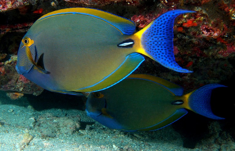 Actinopterygien famille Acanthuridae poisson lagon Nouvelle-Calédonie