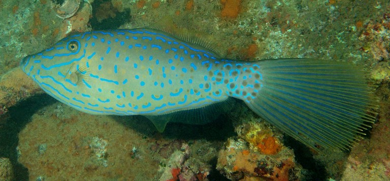 New Caledonia fish Tetraodontiformes