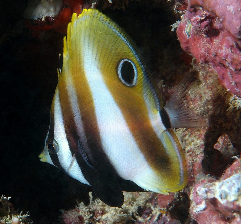 CORADION ALTIVELIS - (McCULLOCH, 1916)