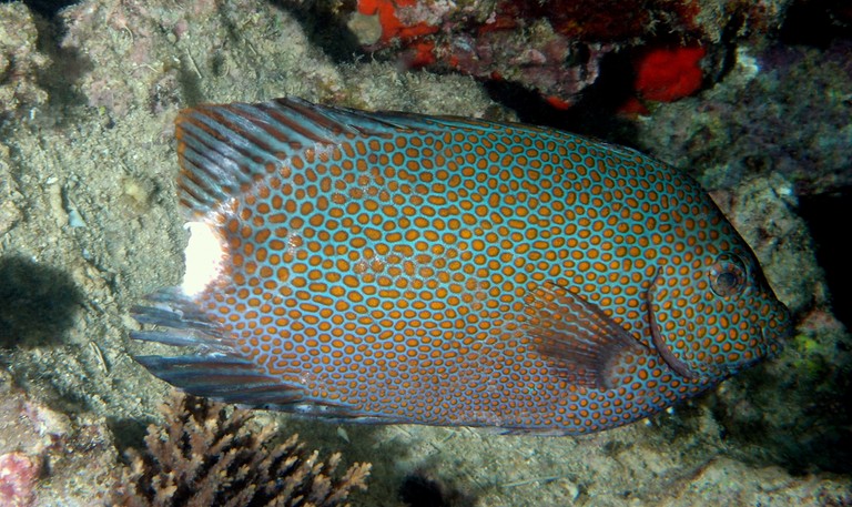 SIGANUS PUNCTATUS - (SCHNEIDER & FORSTER, 1801)