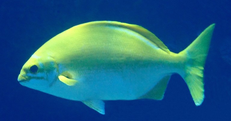 KYPHOSUS SECTATRIX - (LINNAEUS, 1758)