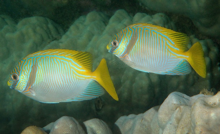 SIGANUS DOLIATUS - (GUERIN-MENEVILLE, 1829-38)