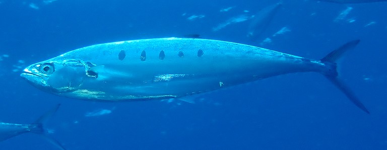 SCOMBEROIDES TOL - (CUVIER, 1832)