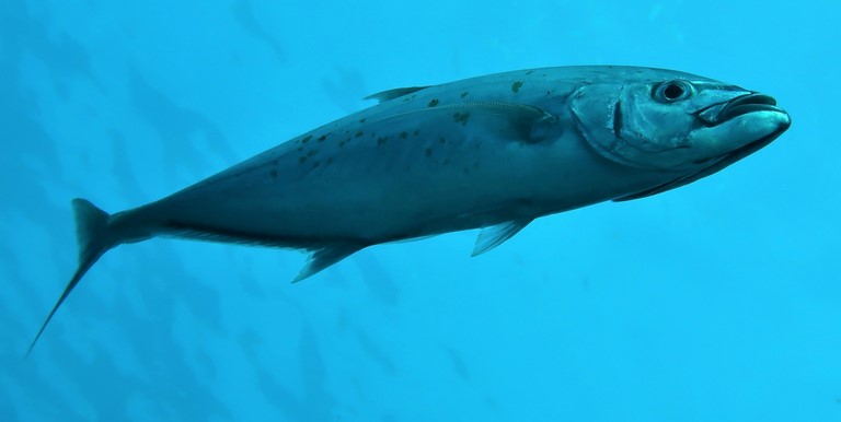 CRATEROGNATHUS PLAGIOTAENIA - (BLEEKER, 1857)