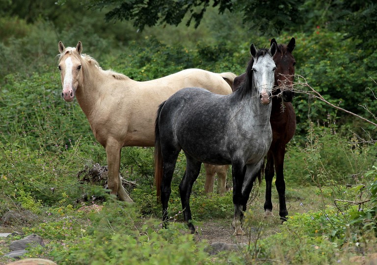 EQUUS CABALLUS - (LINNAEUS, 1758)
