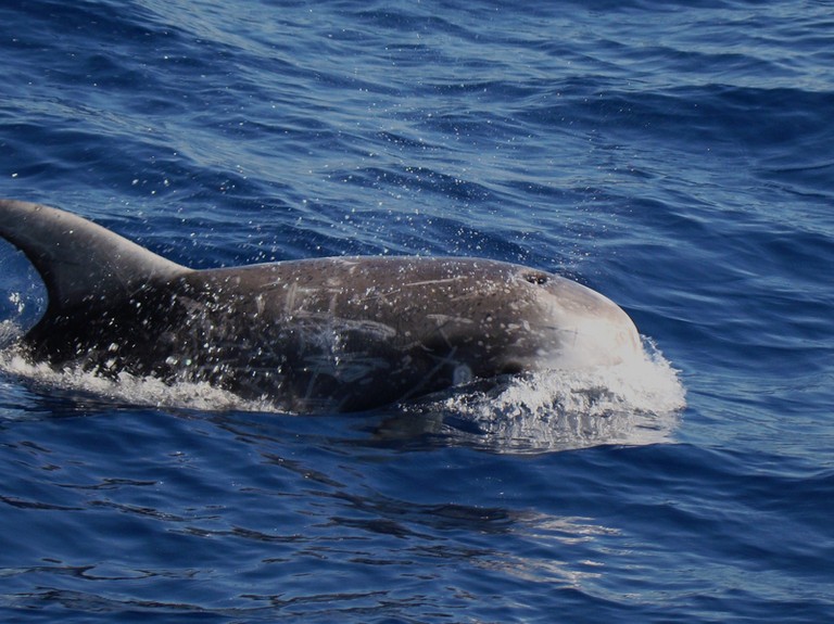 GRAMPUS GRISEUS - (CUVIER, 1812)