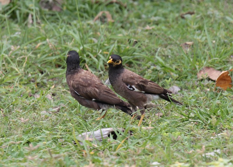 Images de la Polynésie française et de Moorea