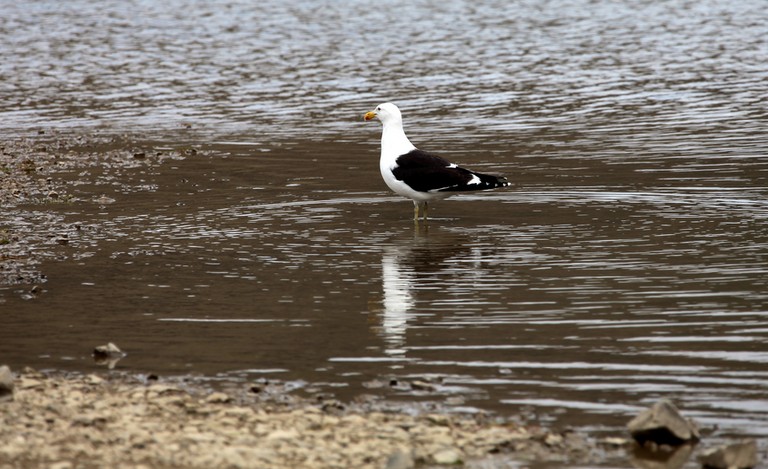 LARUS DOMINICANUS - (LICHTENSTEIN, 1823)