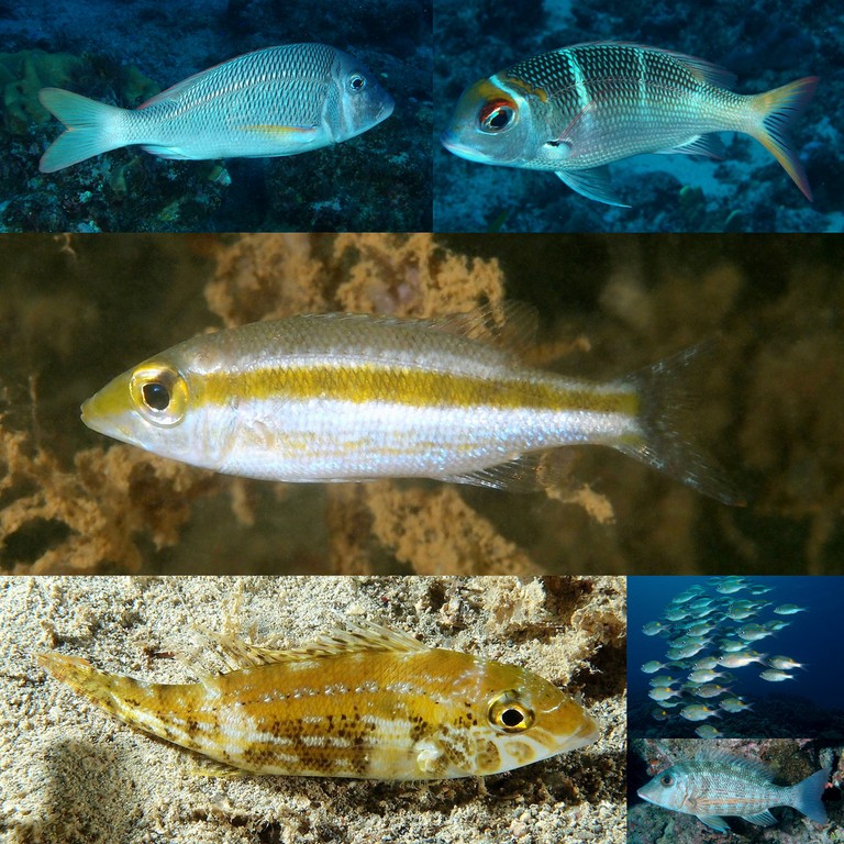 Poissons à nageoires rayonnées Nouvelle-Calédonie