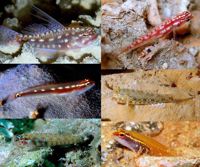 Poissons à nageoires rayonnées Nouvelle-Calédonie