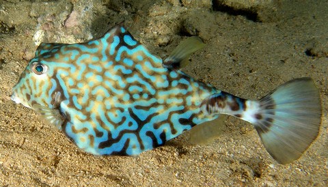 Poissons de Nouvelle-Calédonie Tetraodontiformes
