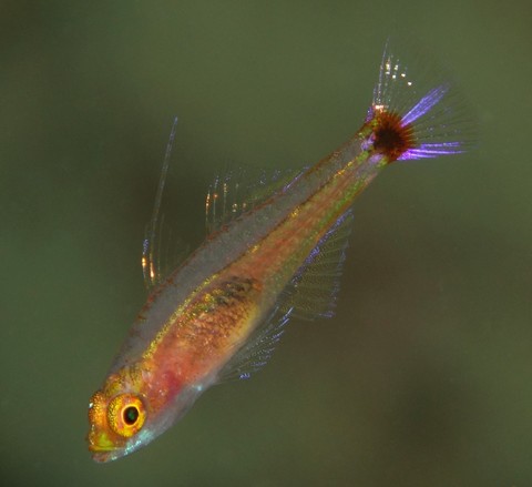 Poissons Nouvelle-Calédonie Gobiidae guide identification