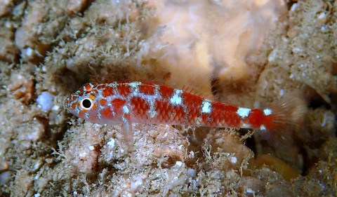 Poissons Nouvelle-Calédonie Gobiidae guide identification