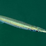 ZENARCHOPTERUS DISPAR - (VALENCIENNES, 1847)