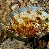 SIGANUS PUNCTATUS - (SCHNEIDER & FORSTER, 1801)