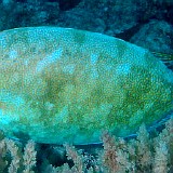 SIGANUS WOODLANDI - (RANDALL & KULBICKI, 2005)