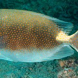 SIGANUS PUNCTATUS - (SCHNEIDER & FORSTER, 1801)