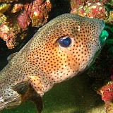 DIODON HYSTRIX - (LINNAEUS, 1758)