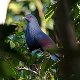 DUCULA GOLIATH - (GRAY, 1859)