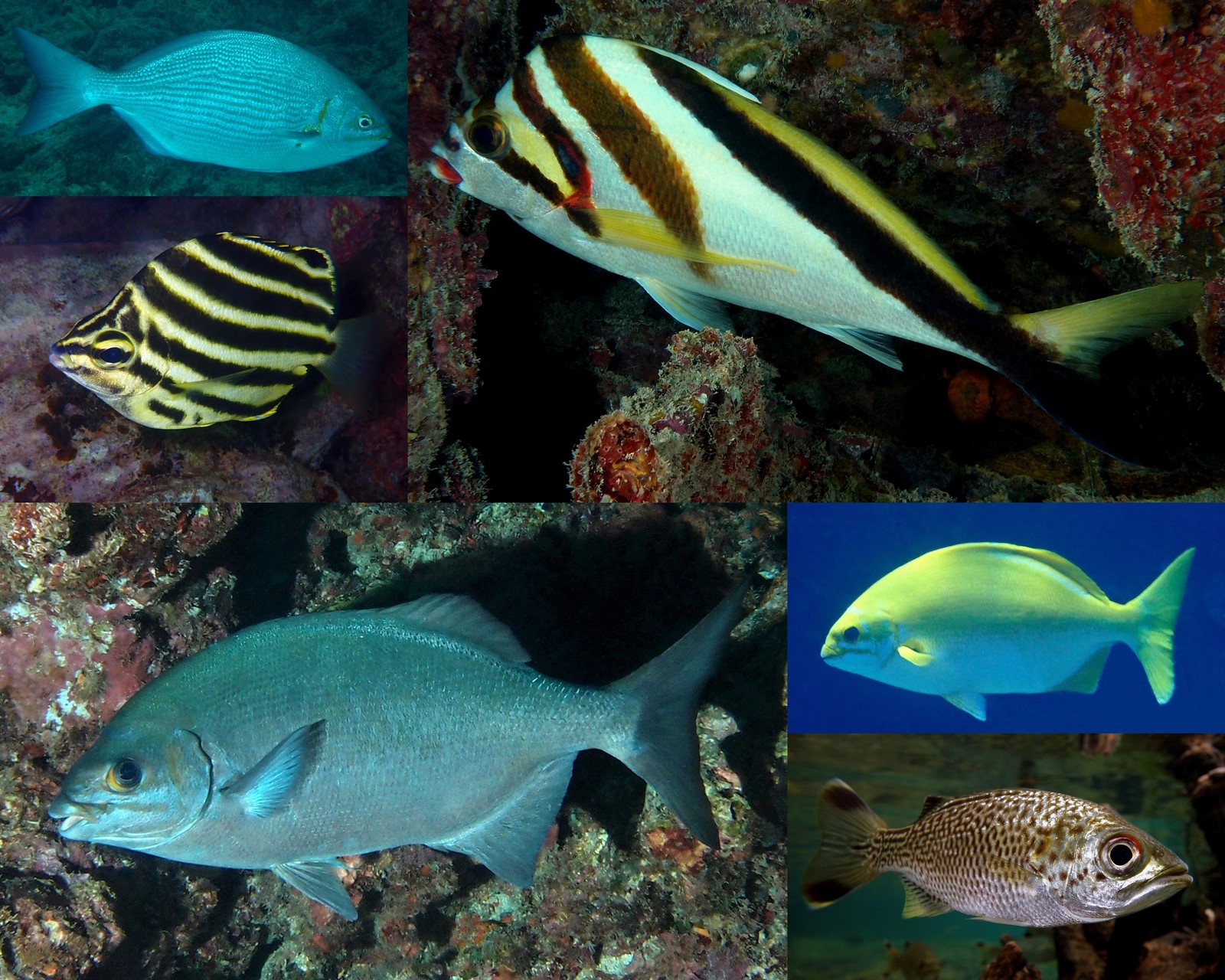 Poissons à nageoires rayonnées Nouvelle-Calédonie