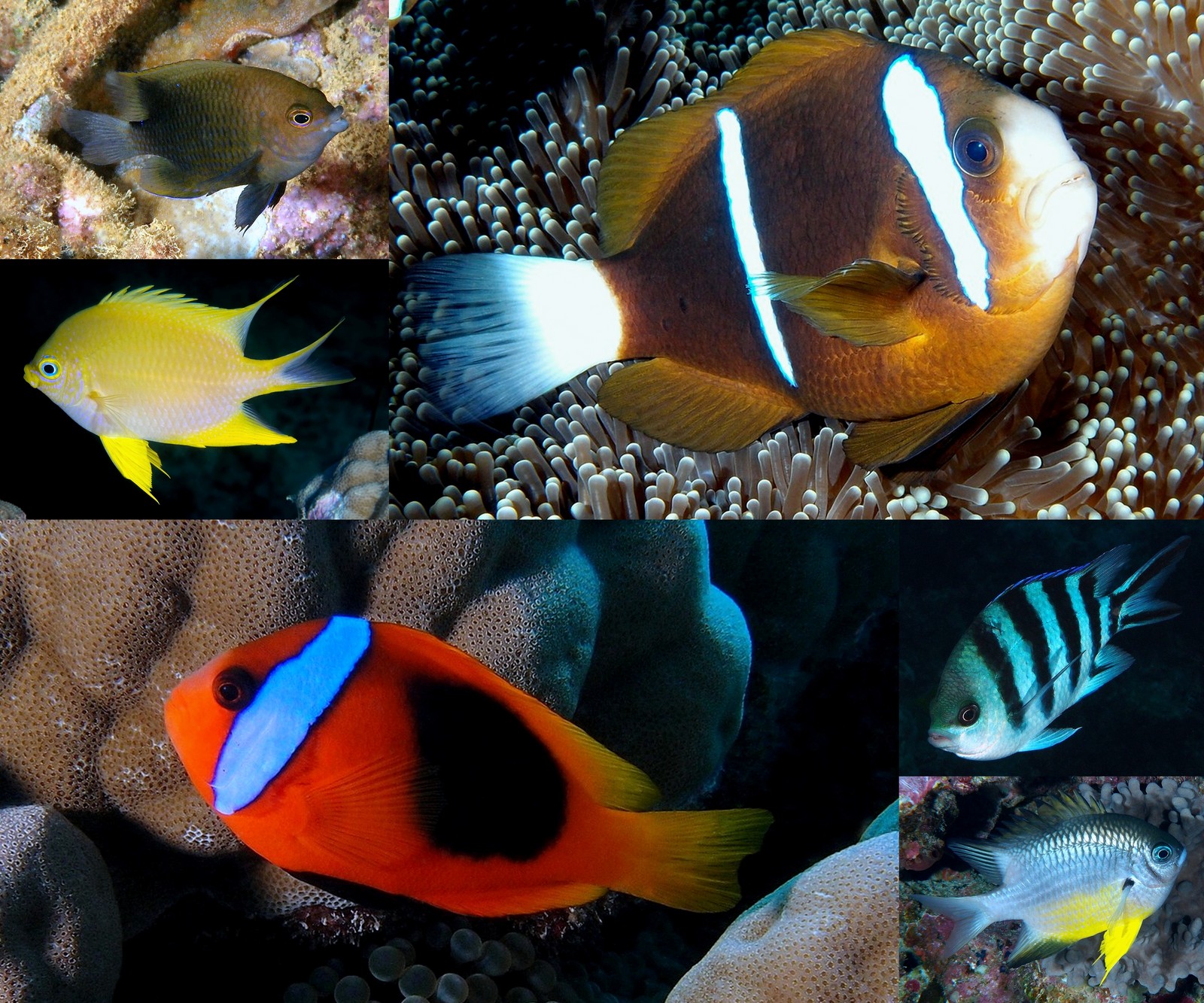 Poissons à nageoires rayonnées Nouvelle-Calédonie